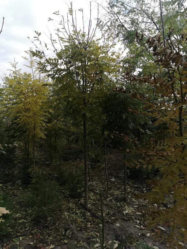 Frasin | Pepiniera Nicu - Târgșoru Vechi - Ploiești