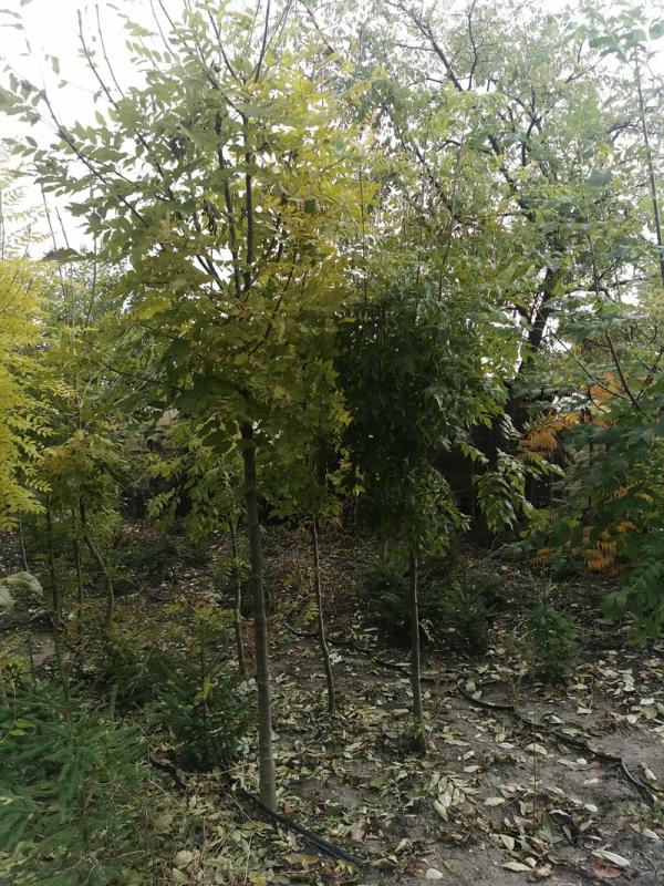 Frasin | Pepiniera Nicu - Târgșoru Vechi - Ploiești